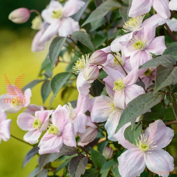 anemone clematis "Mayleen"